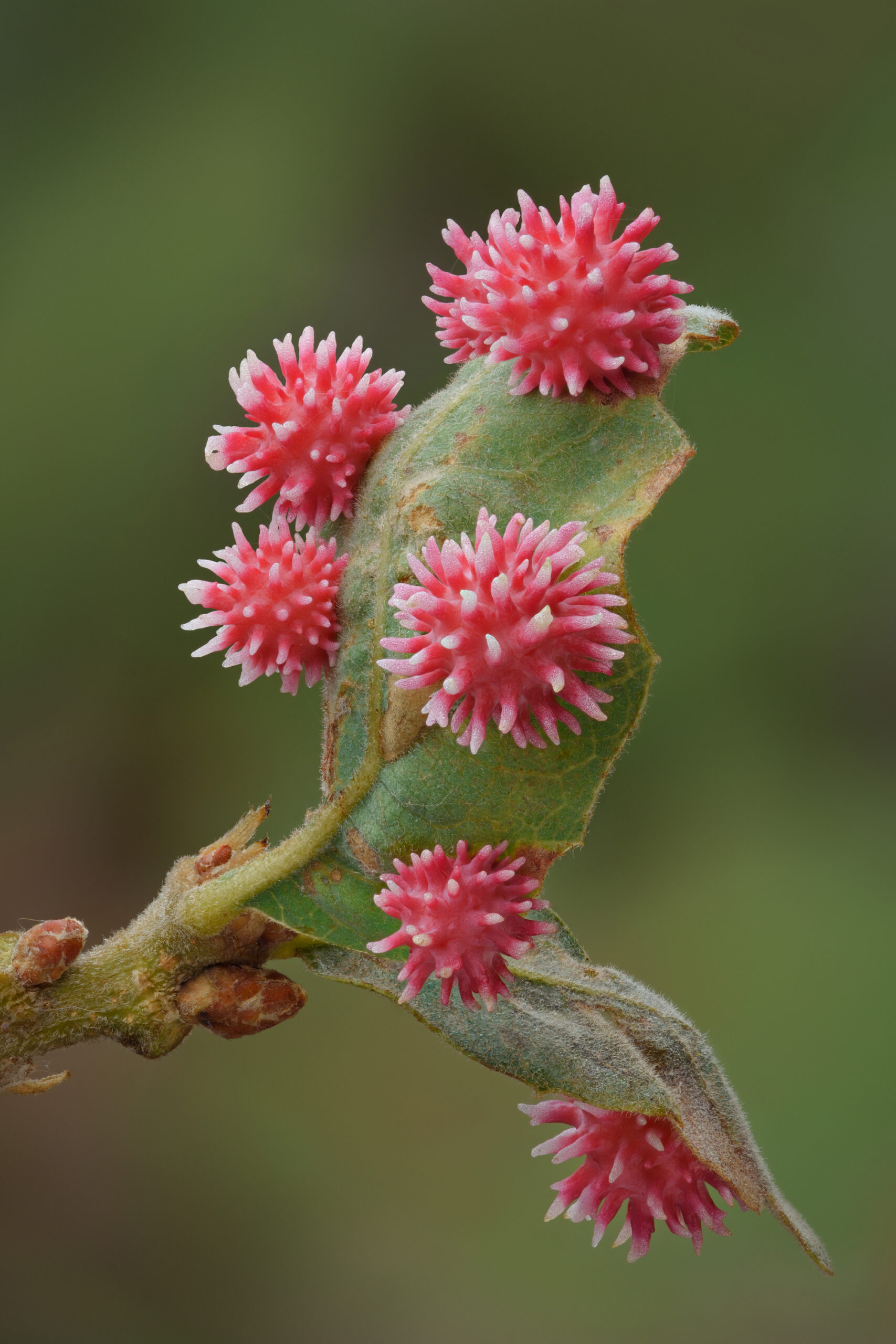Macro Photos Spotlight the Colorful, Whimsical Plant Growths Caused by ...