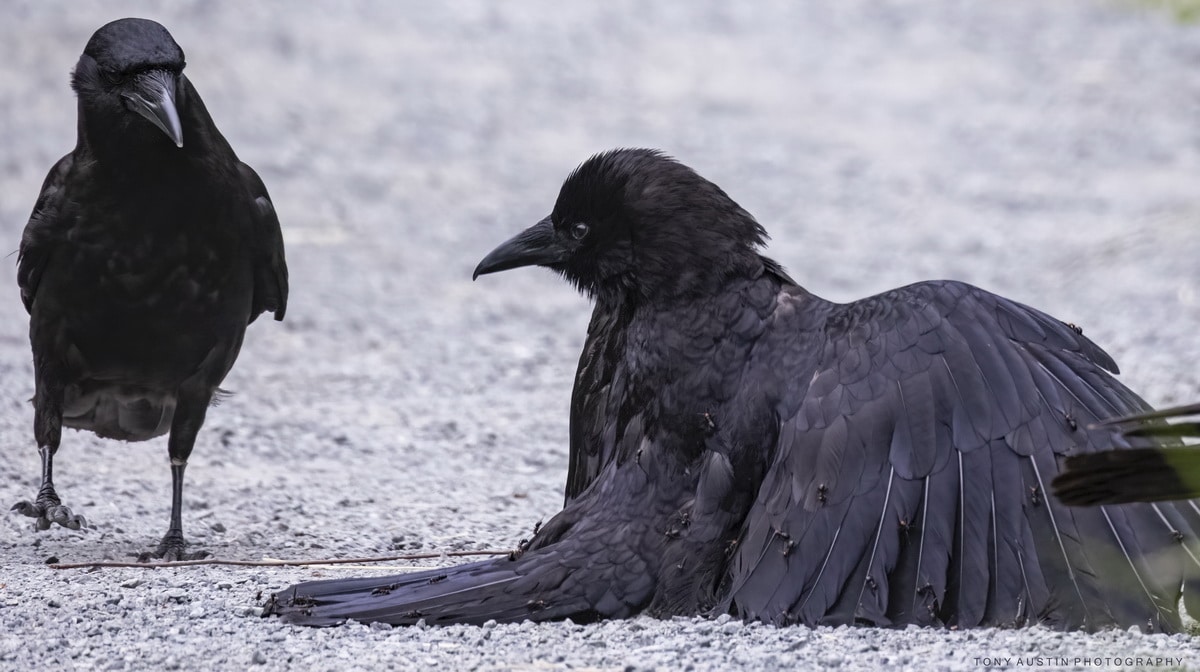 Photographer Captures Rare Image of a Crow Taking an Ant Bath | My ...