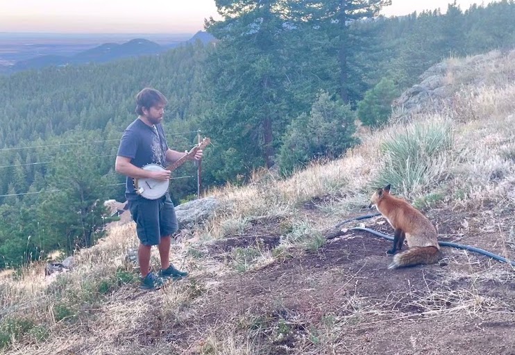 Red Fox Repeatedly Visits Banjo Player for a Free Concert | msamba