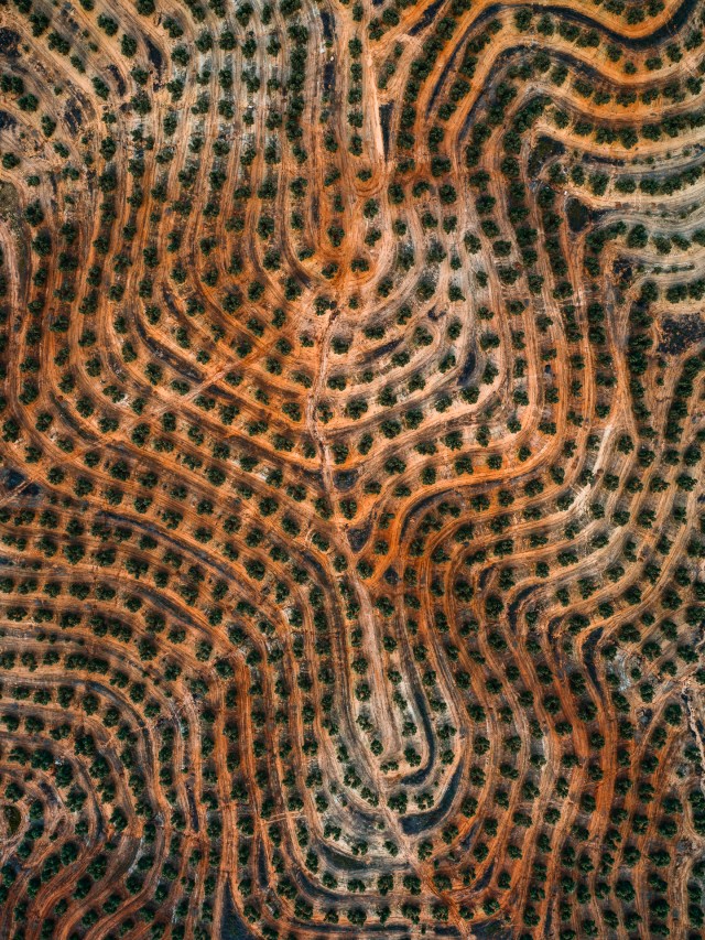 Tom Hegen’s Aerial Photos of Spanish Olive Groves Reveal Undulating ...