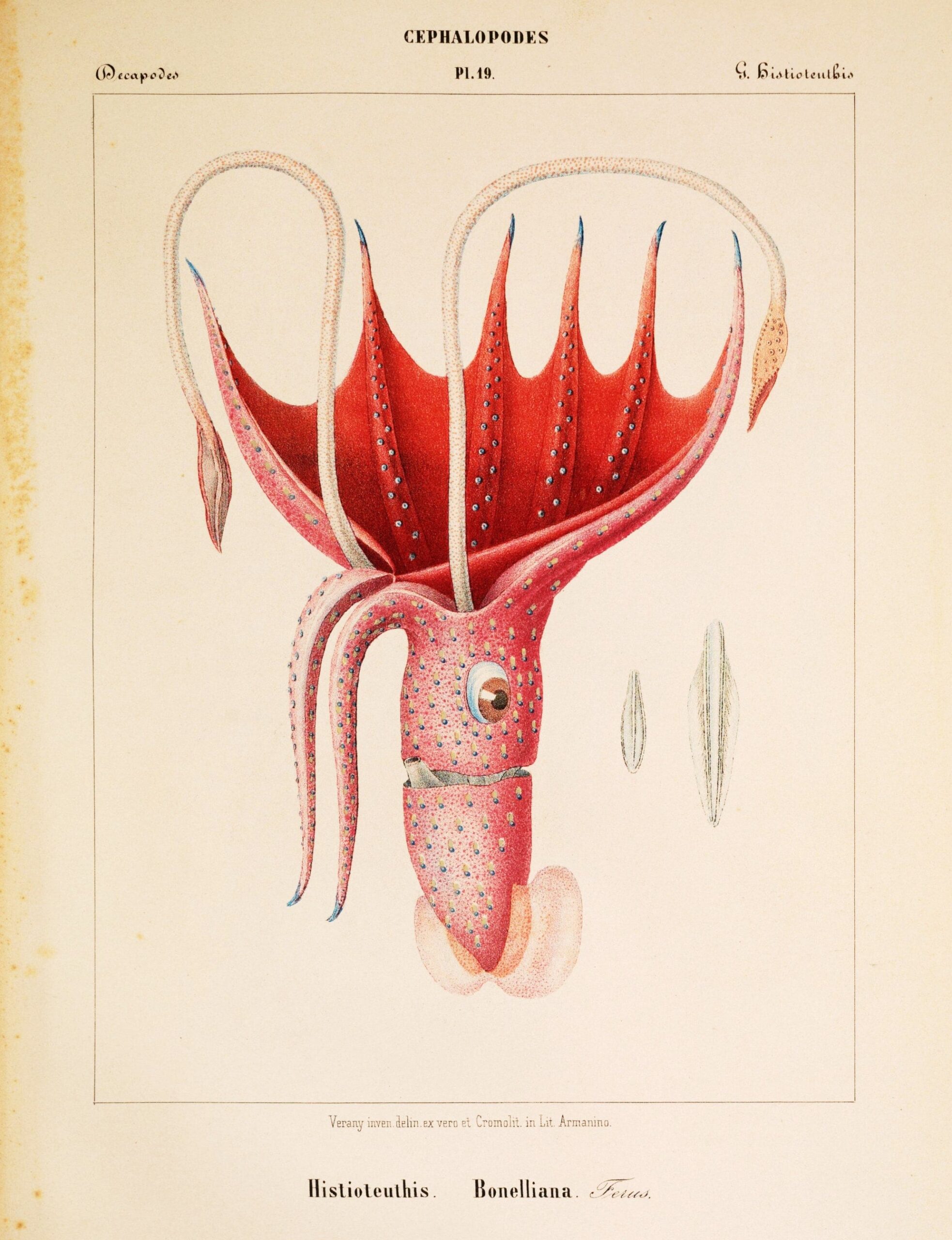Jean Baptiste Vérany’s Wildly Influential Cephalopod Chromolithographs ...