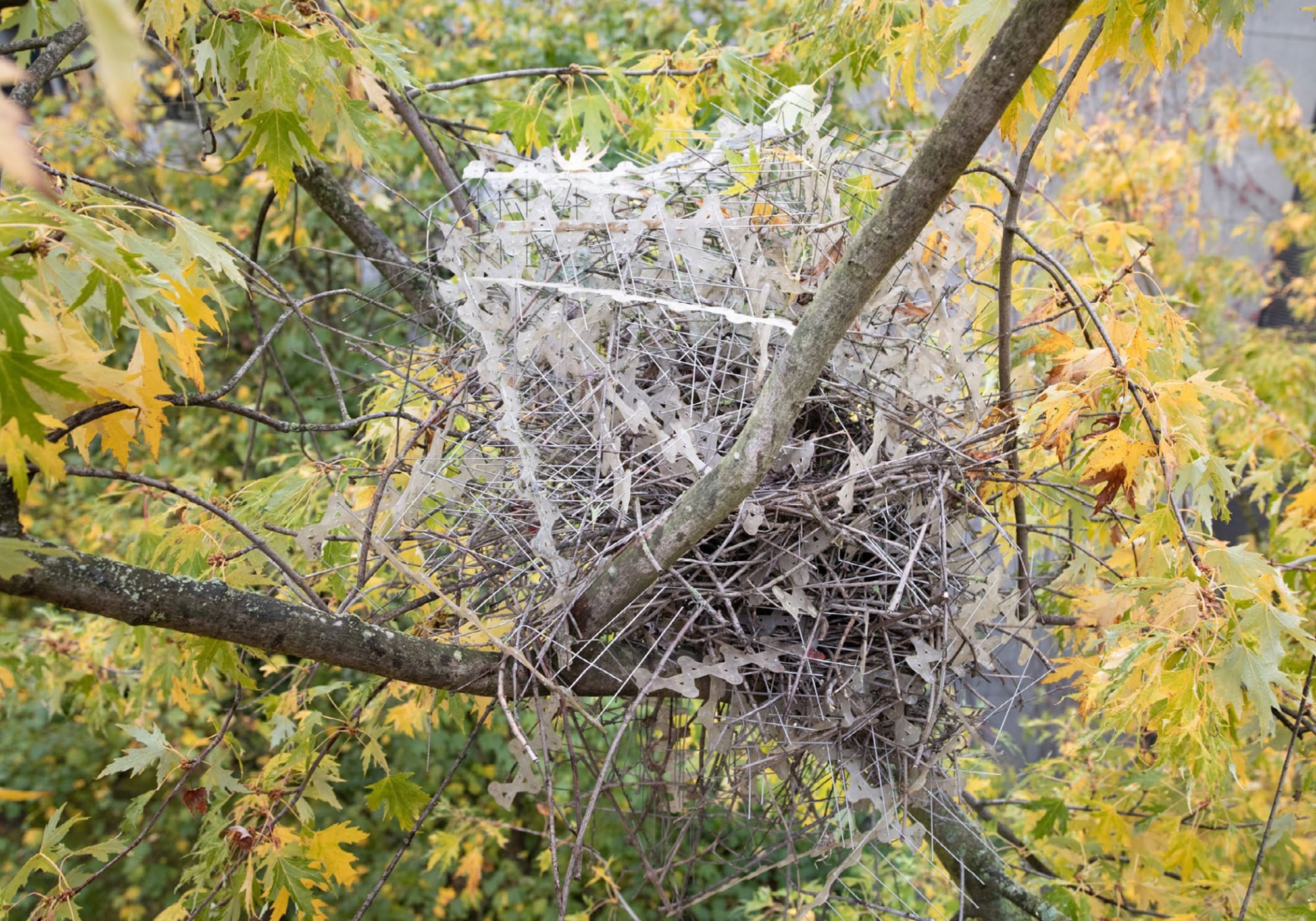 Crows and Magpies Are Building Nests with Anti-Bird Spikes | Colossal ...