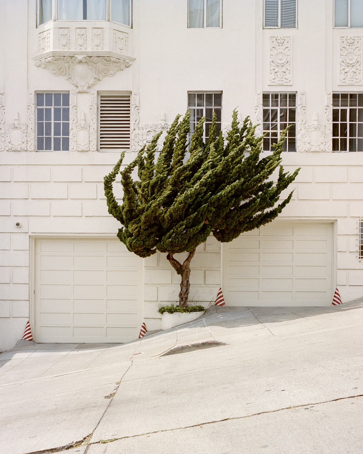 A Forthcoming Book Turns a New Leaf On Remarkable Photographs of Trees ...