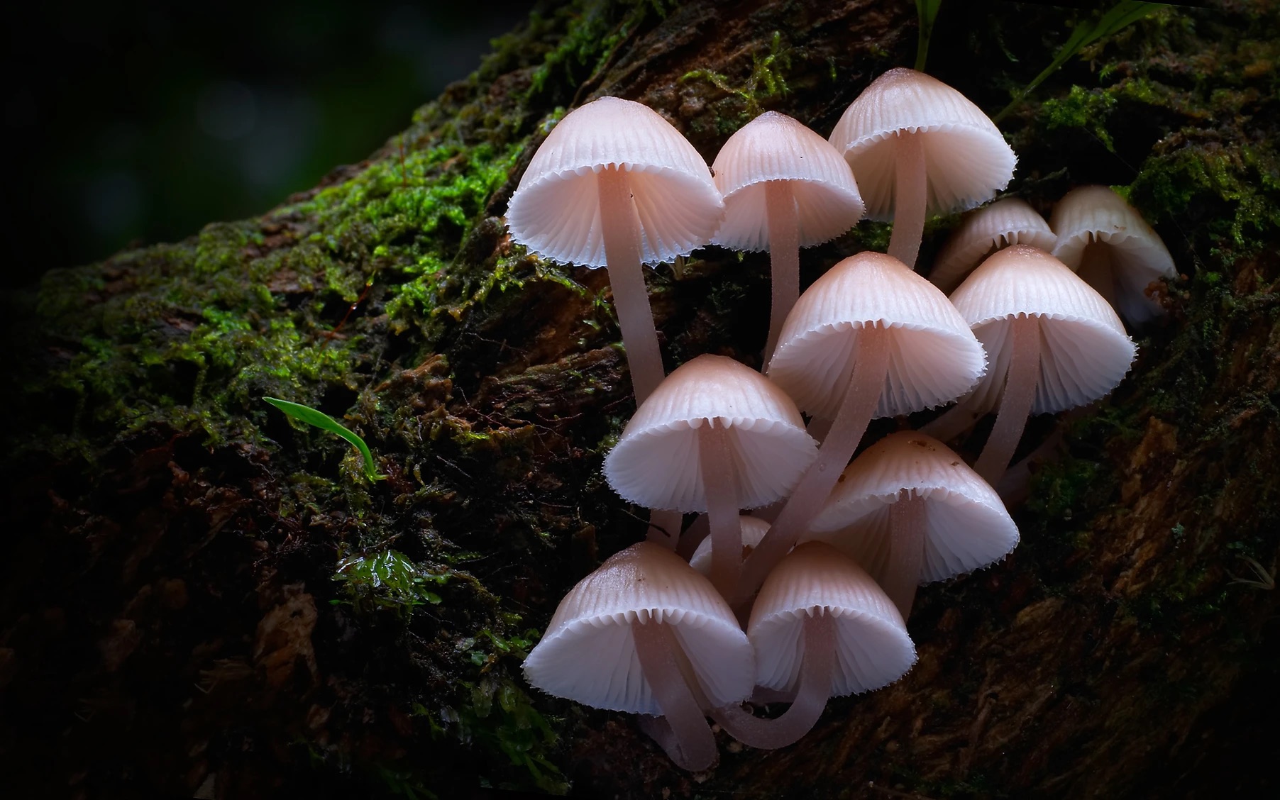 Take an Immersive Journey Through an Ancient Rainforest’s Mycelial ...